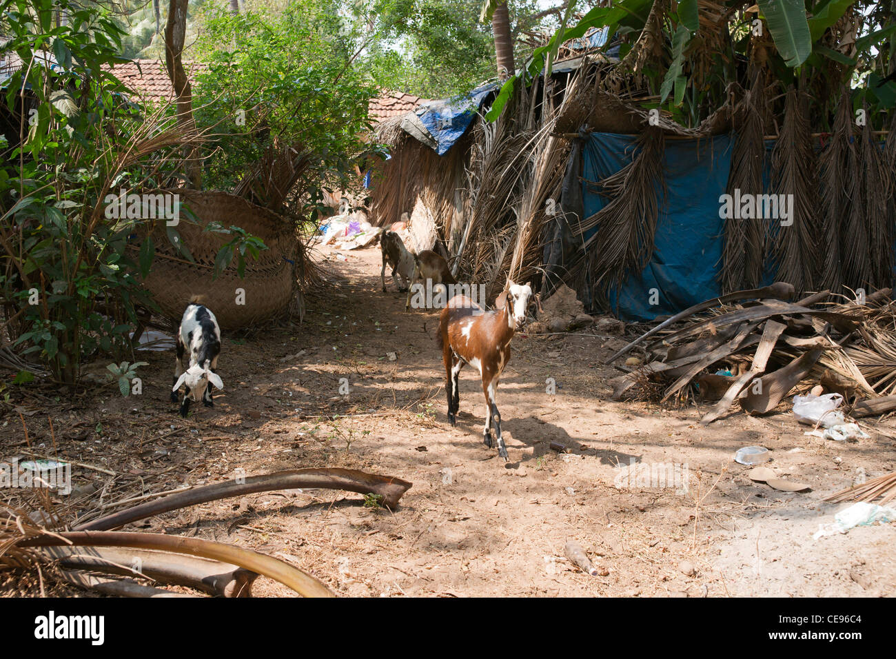 Goa traditional house hi-res stock photography and images - Alamy