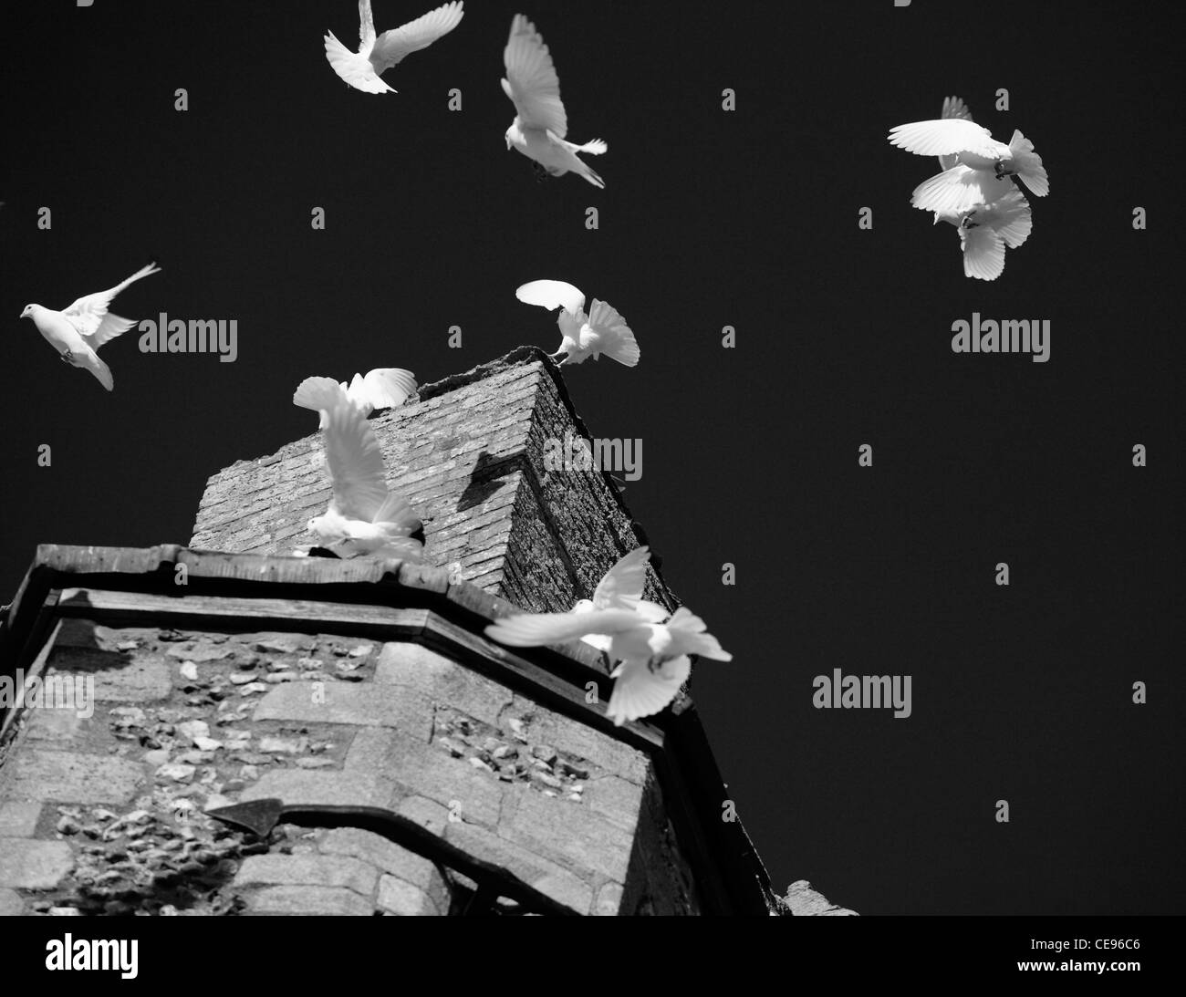 Birds in flight around a stone church tower Stock Photo - Alamy