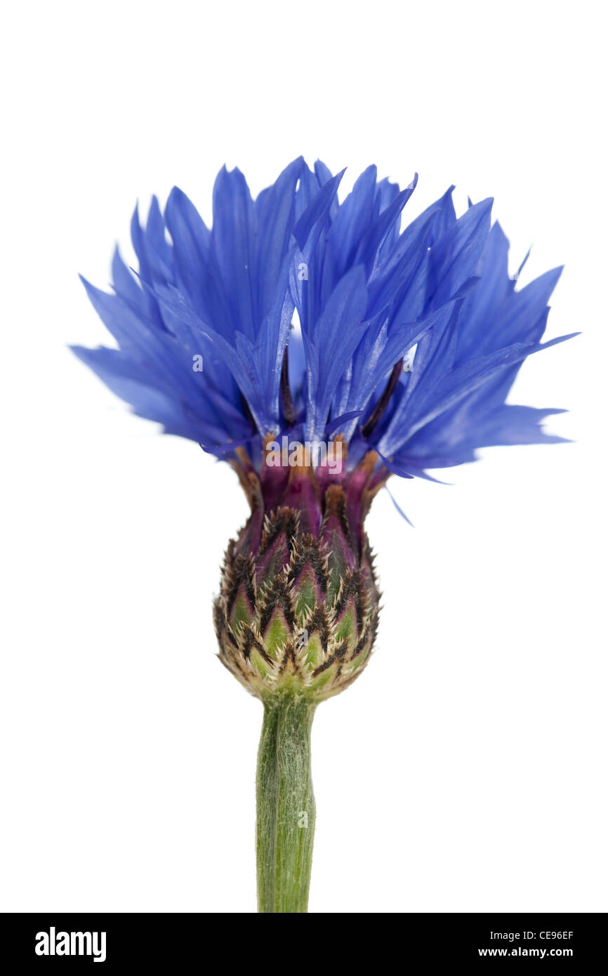 single blossom blue cornflower on white background Stock Photo - Alamy