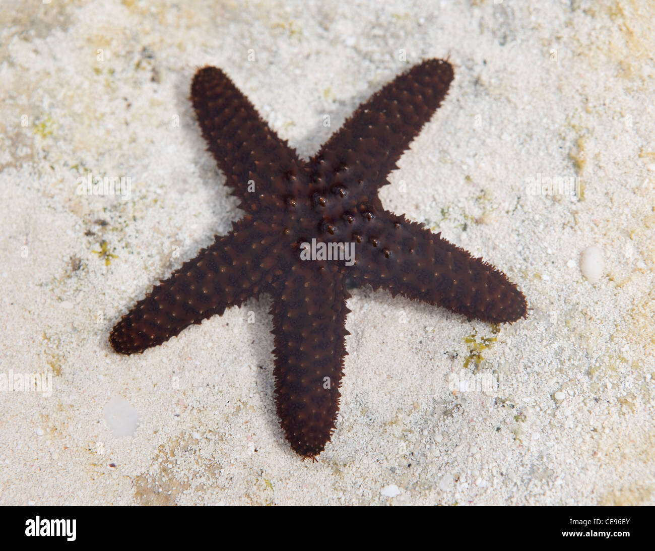 A thorny starfish in shallow tide pool waters in the Bahamas Stock ...
