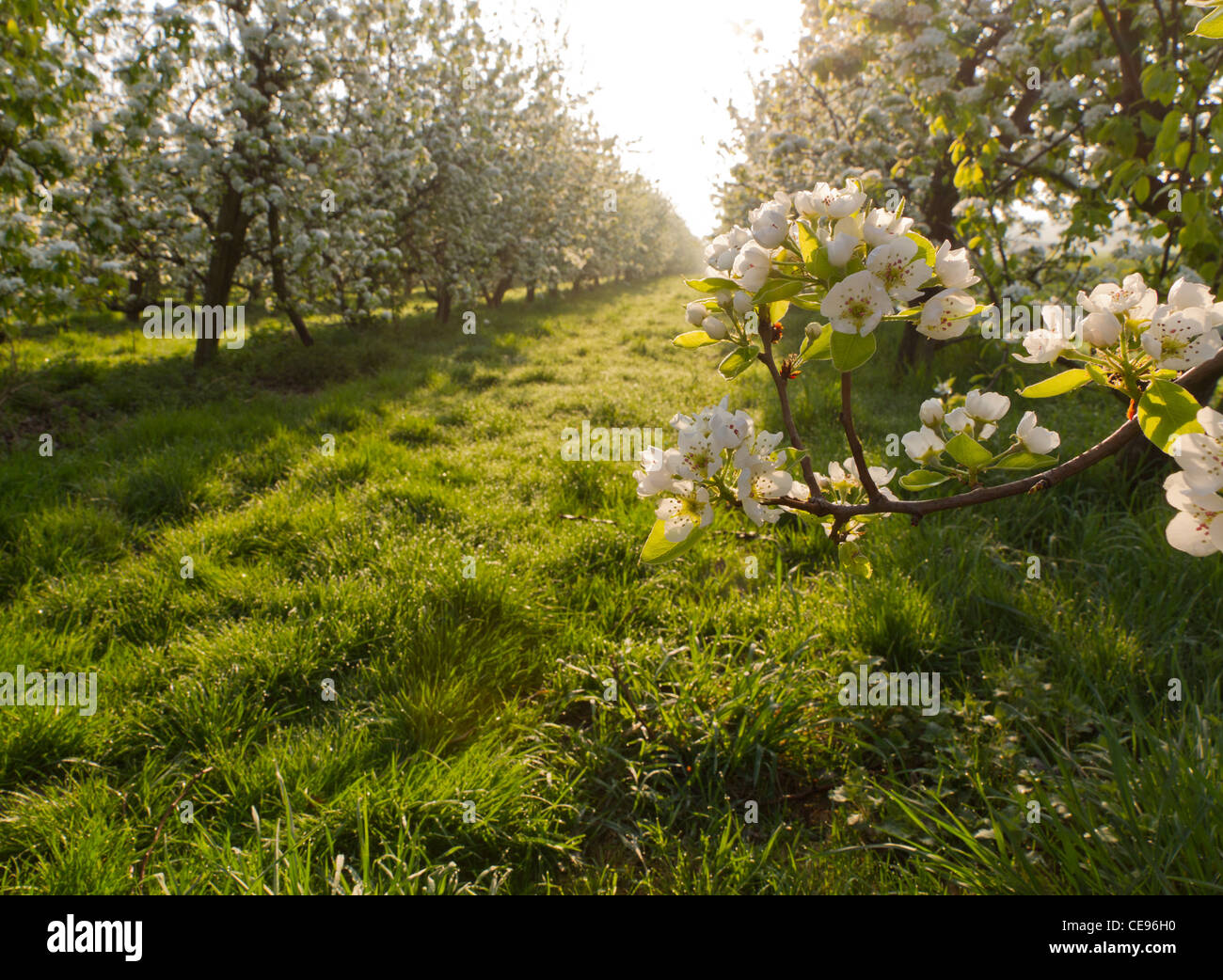 cherry blossom fruit orchard in spring Stock Photo - Alamy