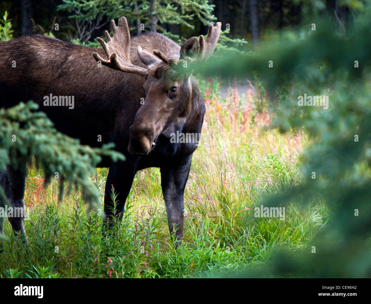 Moose at Denali National Park - Alaska USA Stock Photo - Alamy