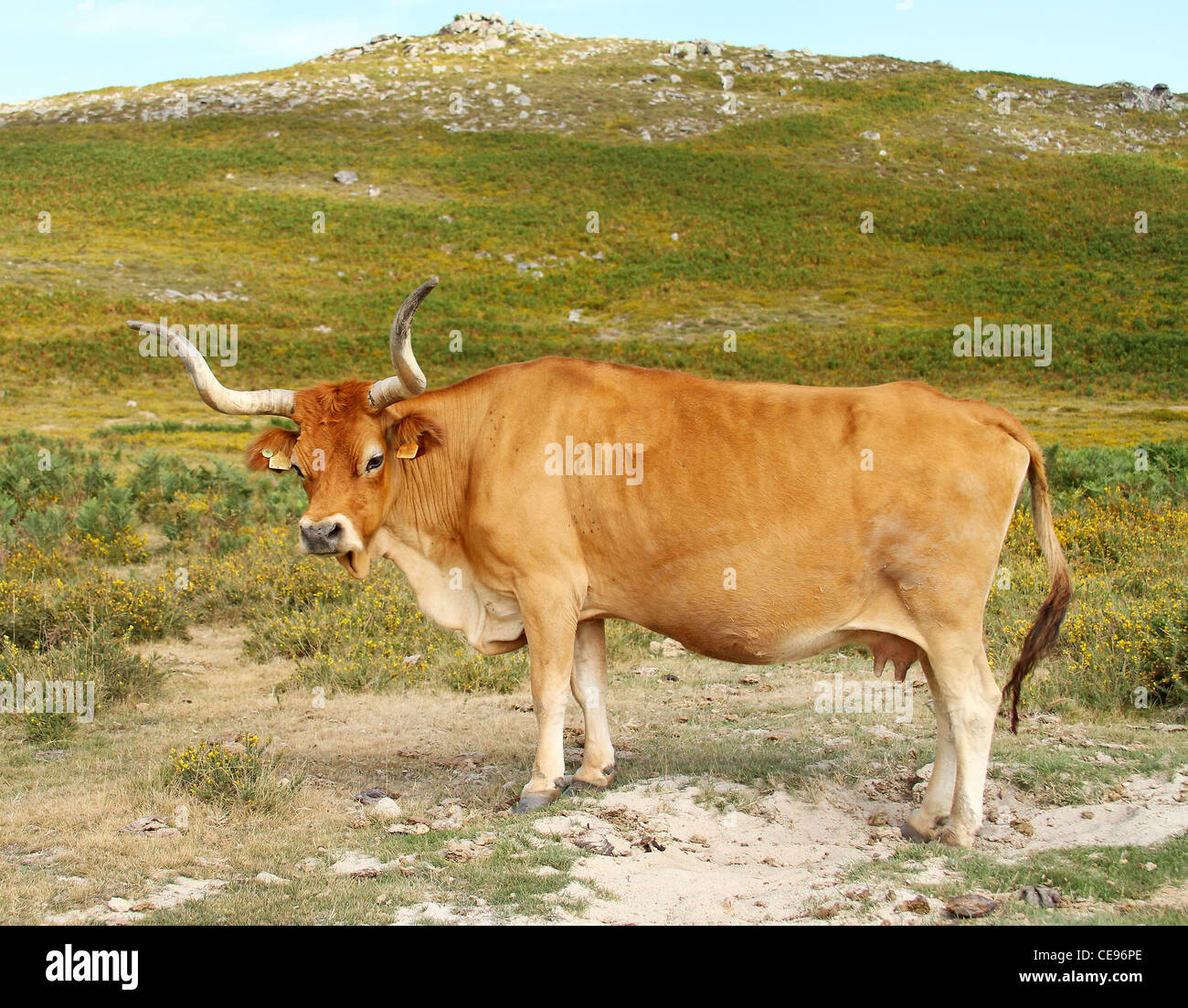 Cattle of portugal hi-res stock photography and images - Alamy