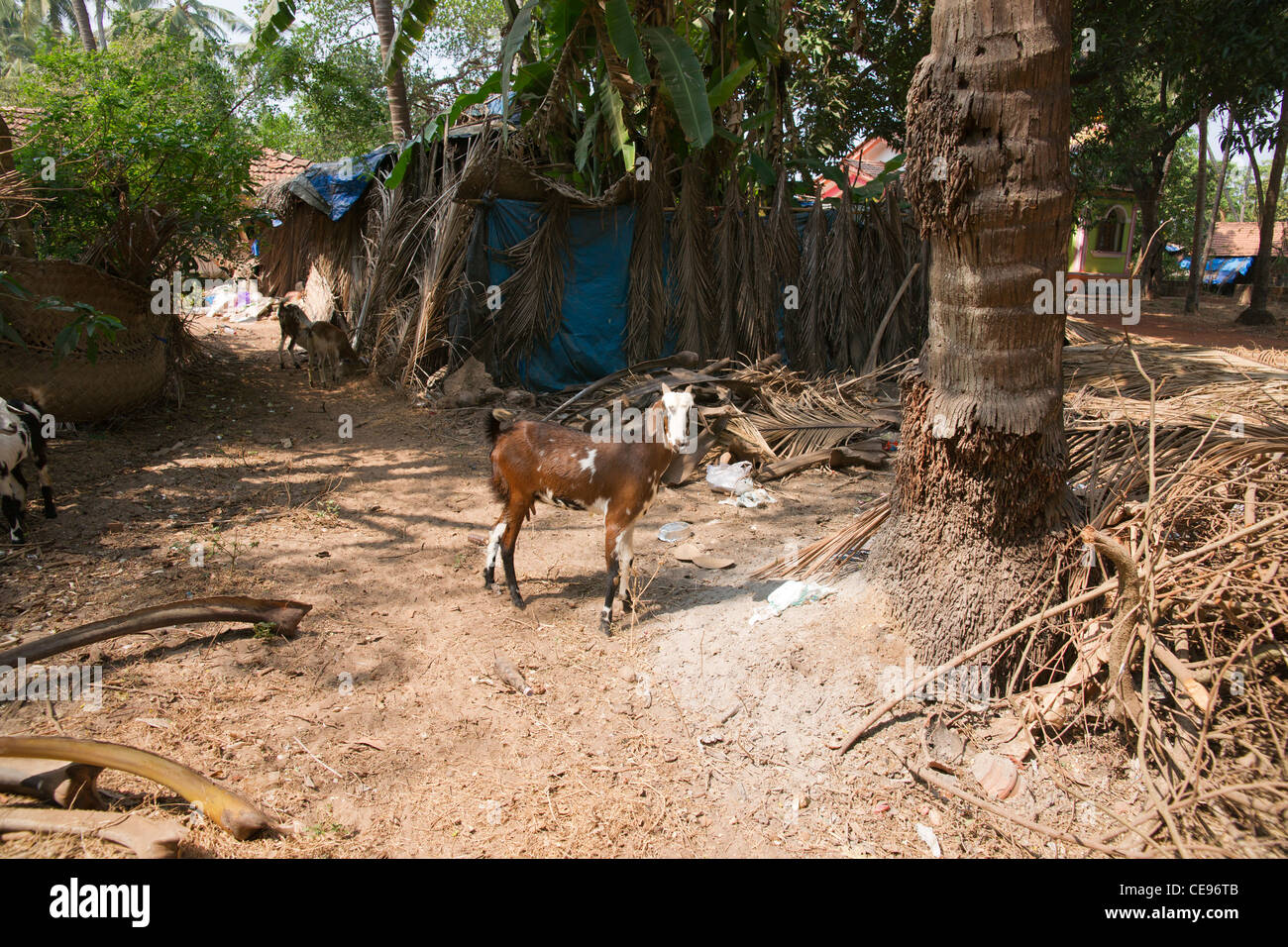 Traditional rural life in the village of Arpora, Goa Stock Photo - Alamy