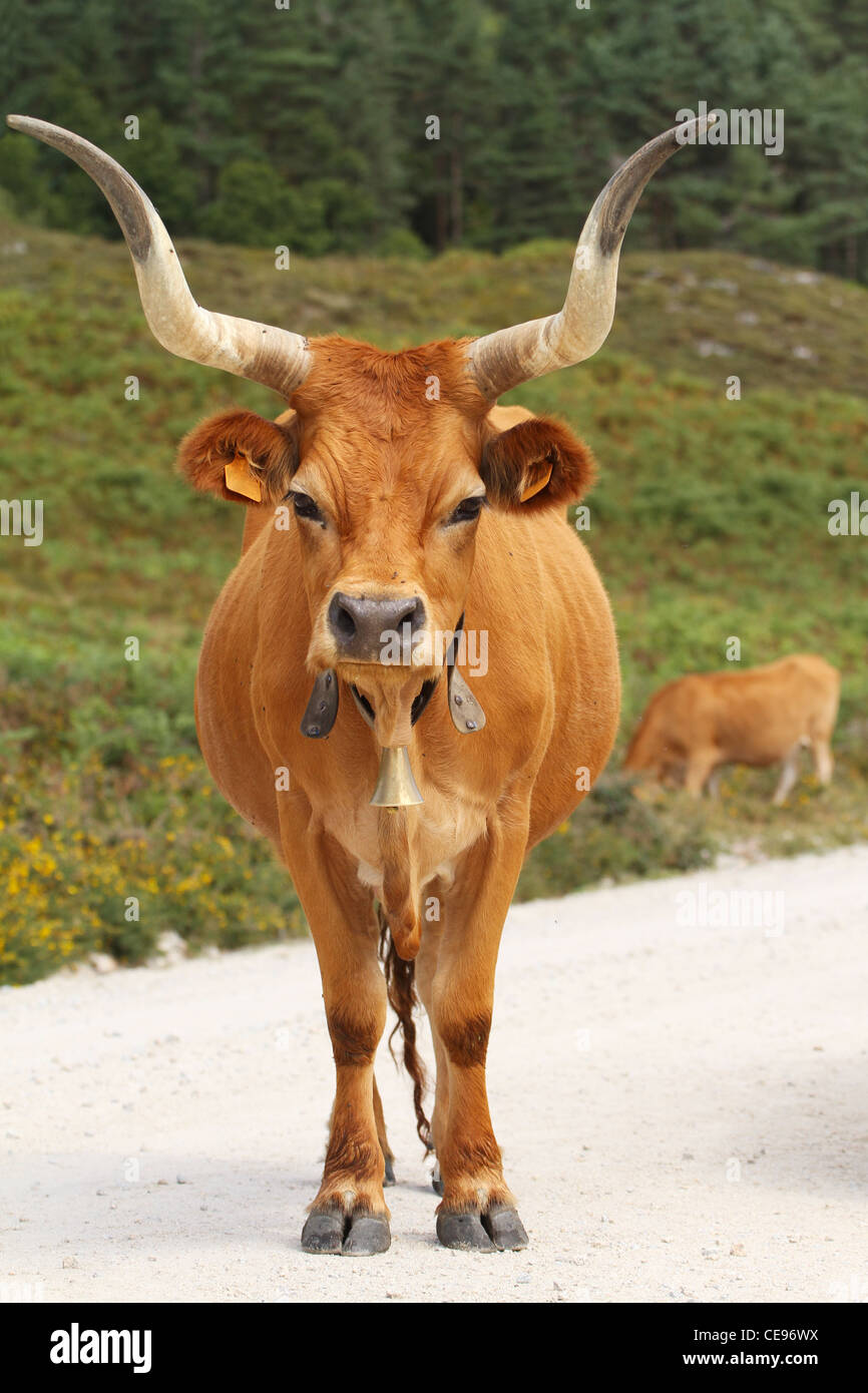 Portuguese mountain longhorn cattle Stock Photo - Alamy