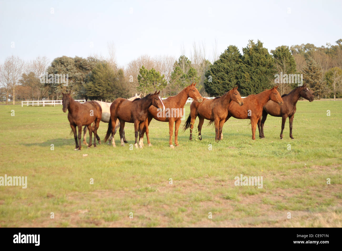Polo Horses at countryside Stock Photo - Alamy