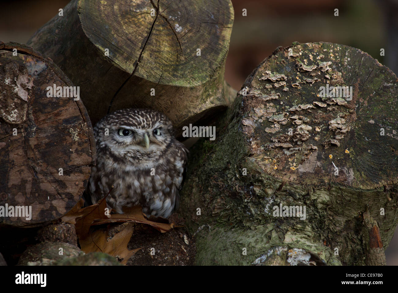 Little Owl in log pile Stock Photo - Alamy