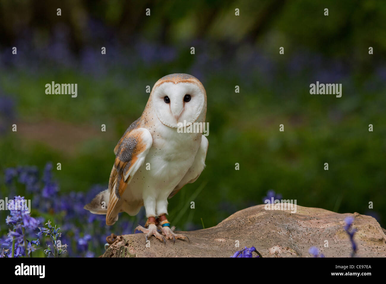 Barn Owl in a Bluebell Field Stock Photo - Alamy