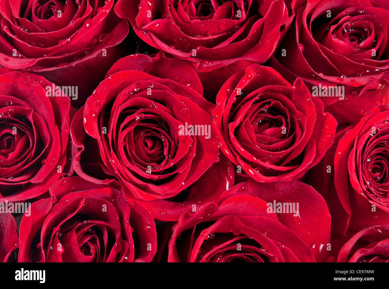 Many red rose heads with water droplets Stock Photo - Alamy