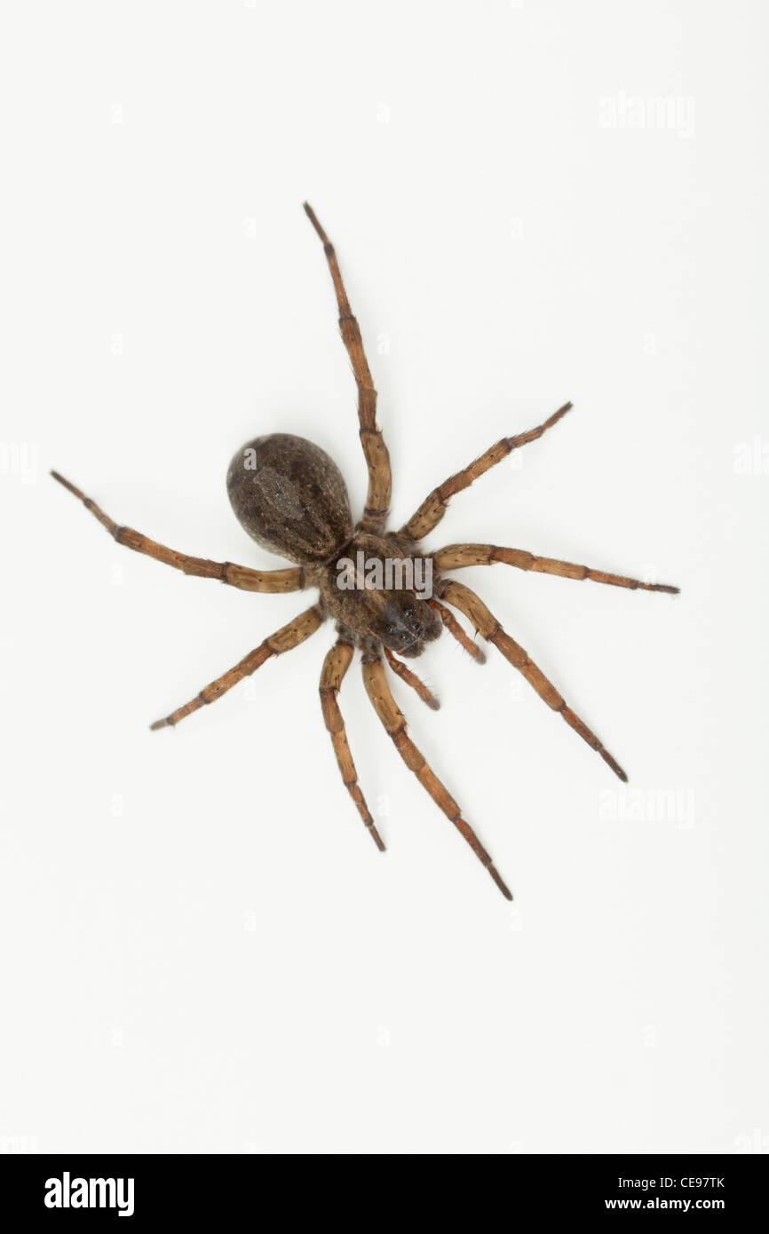 Studio shot of Wolf Spider (Hogna carolinensis Stock Photo - Alamy