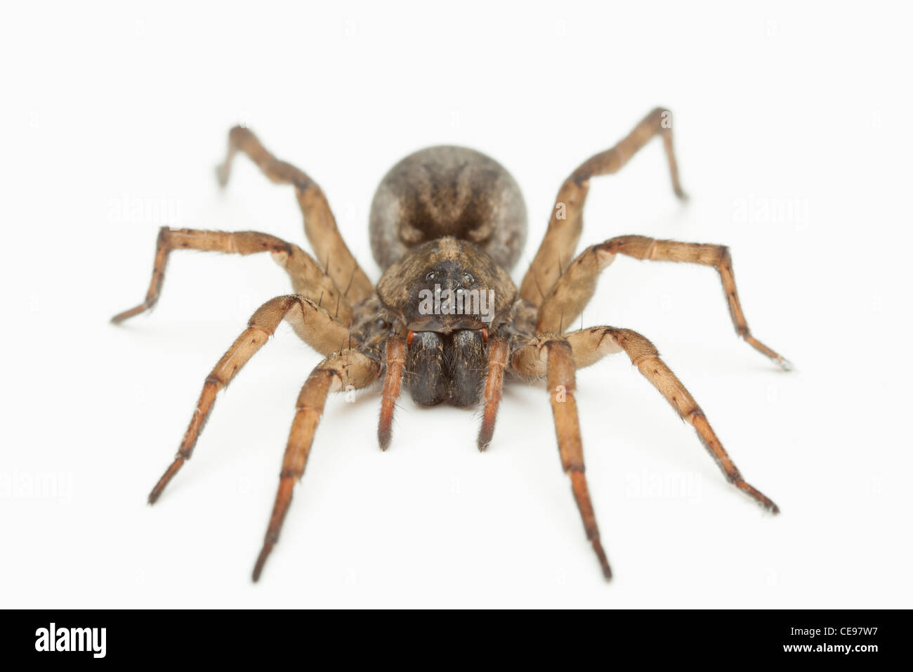 Most Disgusting Spider