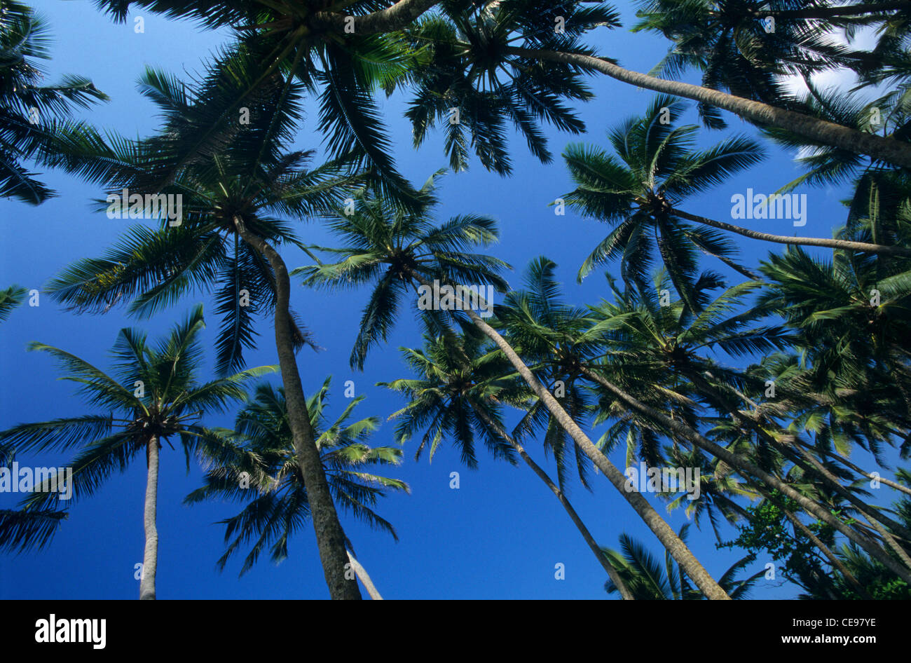 Palm trees, Kalutara beach, Sri Lanka Stock Photo - Alamy