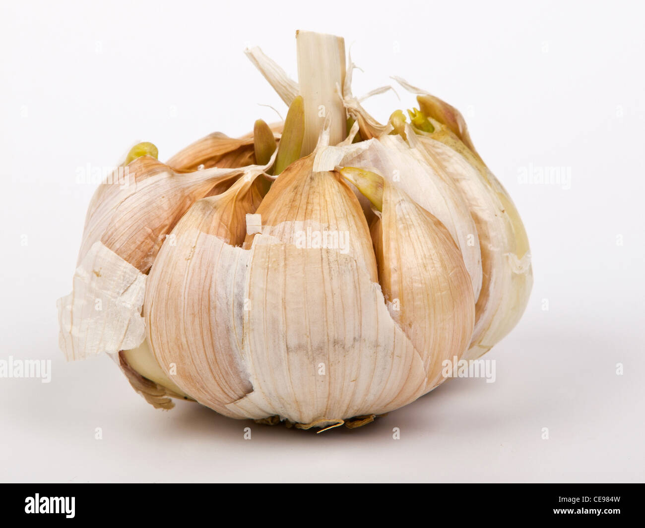garlic with green buds isolated on white background Stock Photo - Alamy