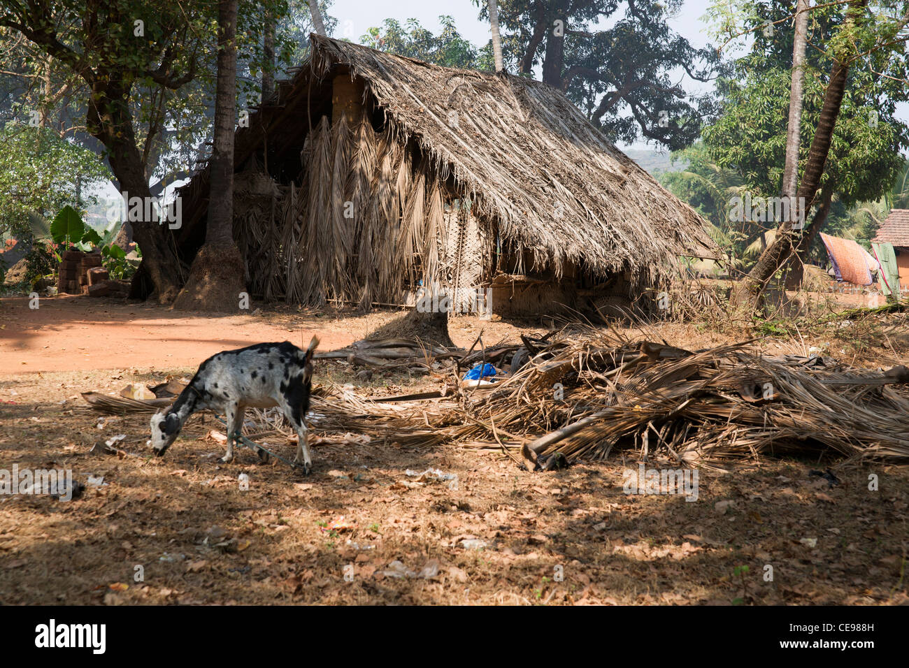 Traditional rural life in the village of Arpora, Goa Stock Photo - Alamy