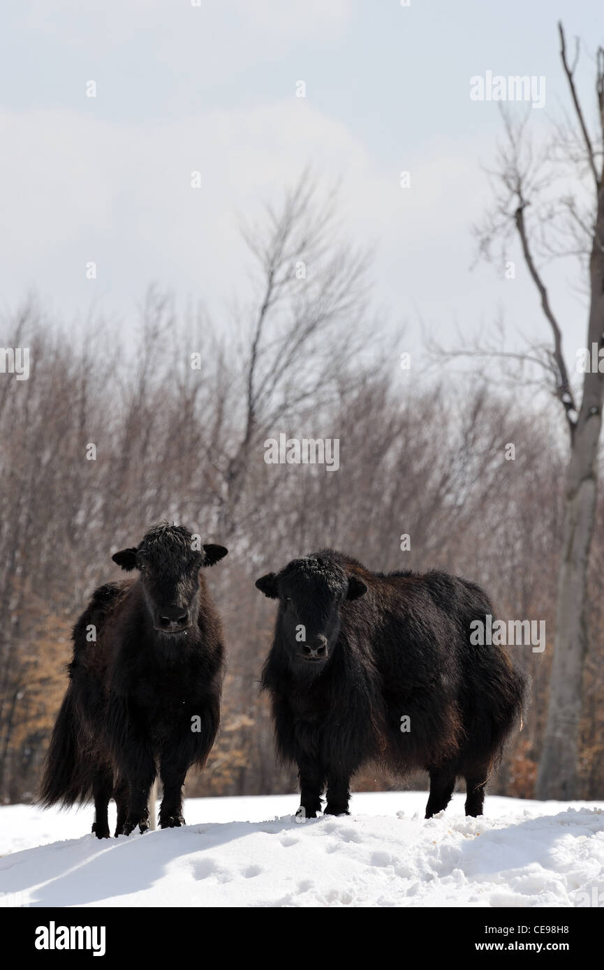 Wild yak and snow hi-res stock photography and images - Alamy