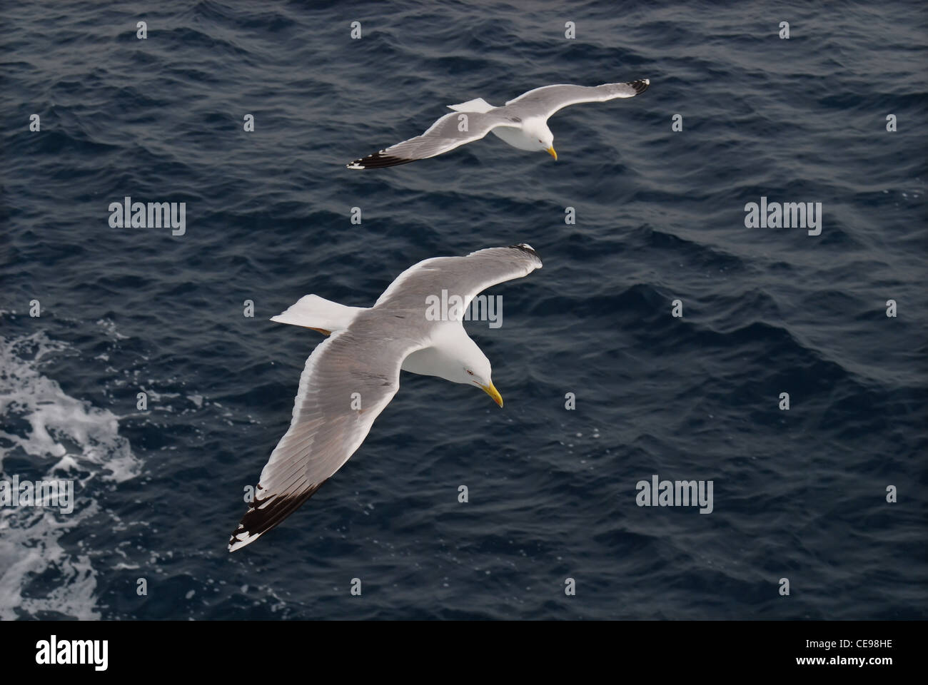 gull in flight Stock Photo - Alamy
