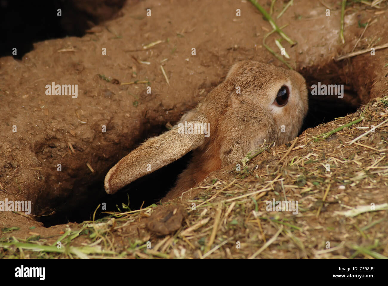 rabbit in hole Stock Photo - Alamy