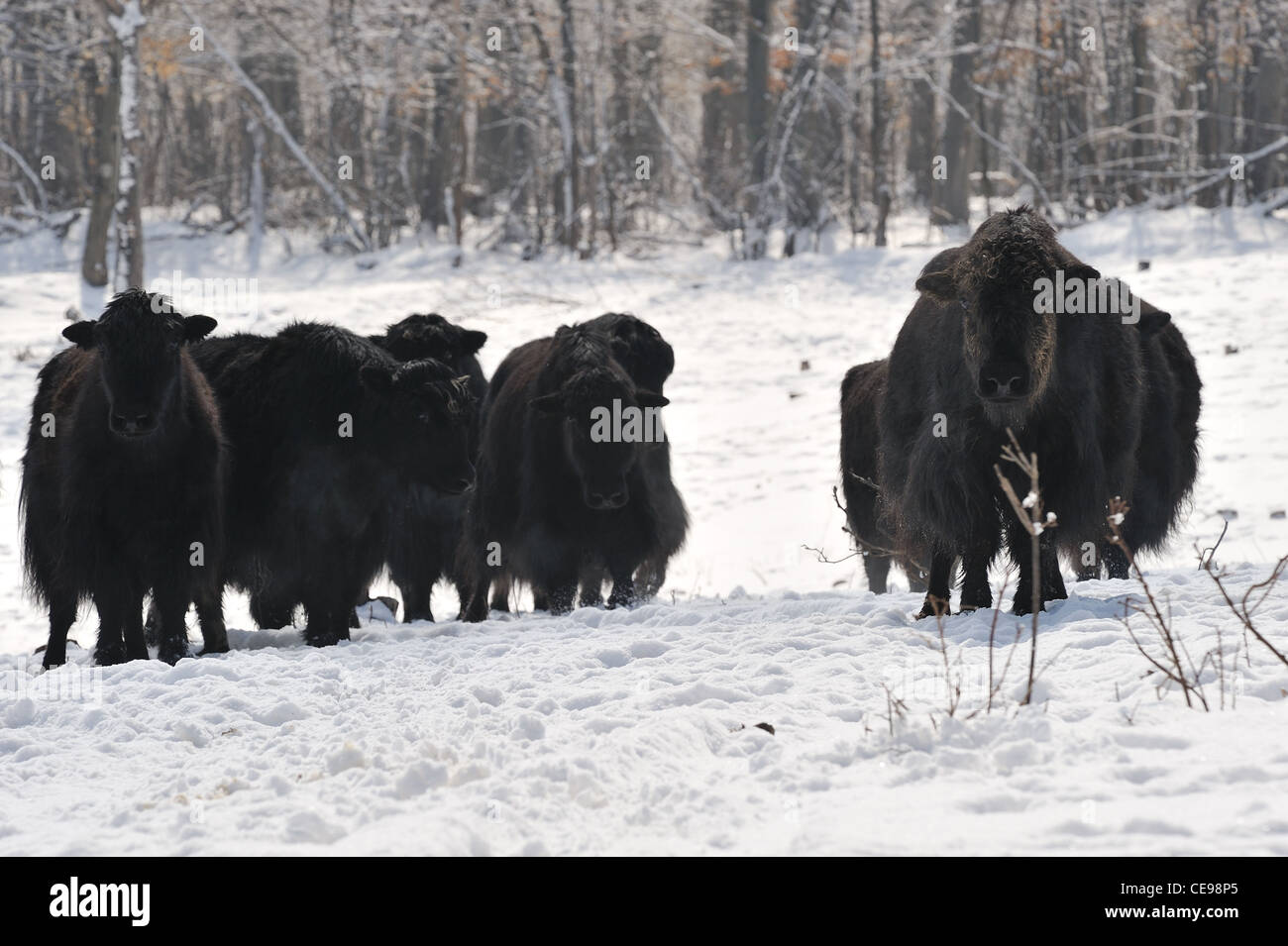 yak in winter Stock Photo - Alamy