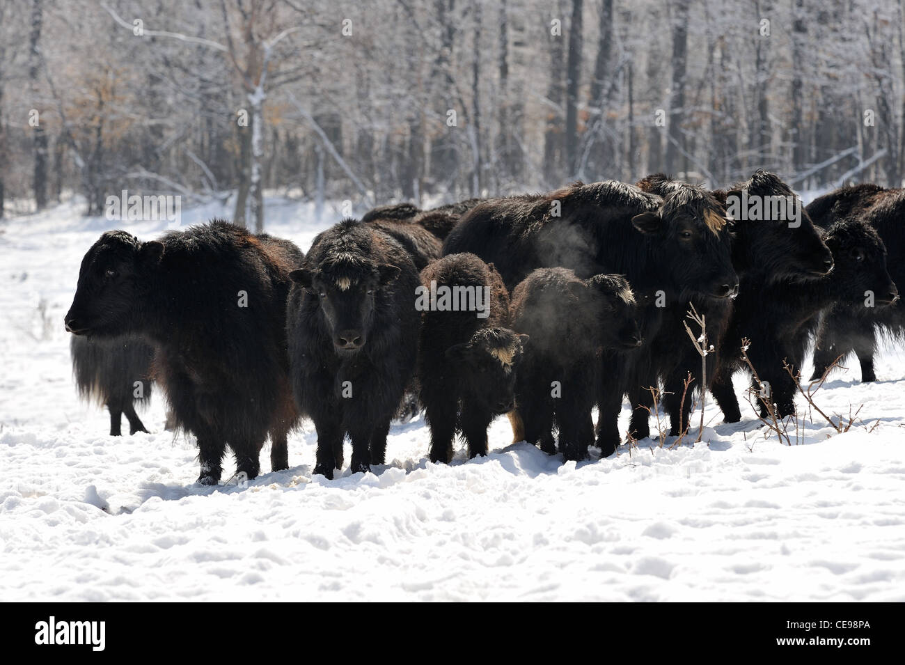 yak in winter Stock Photo - Alamy