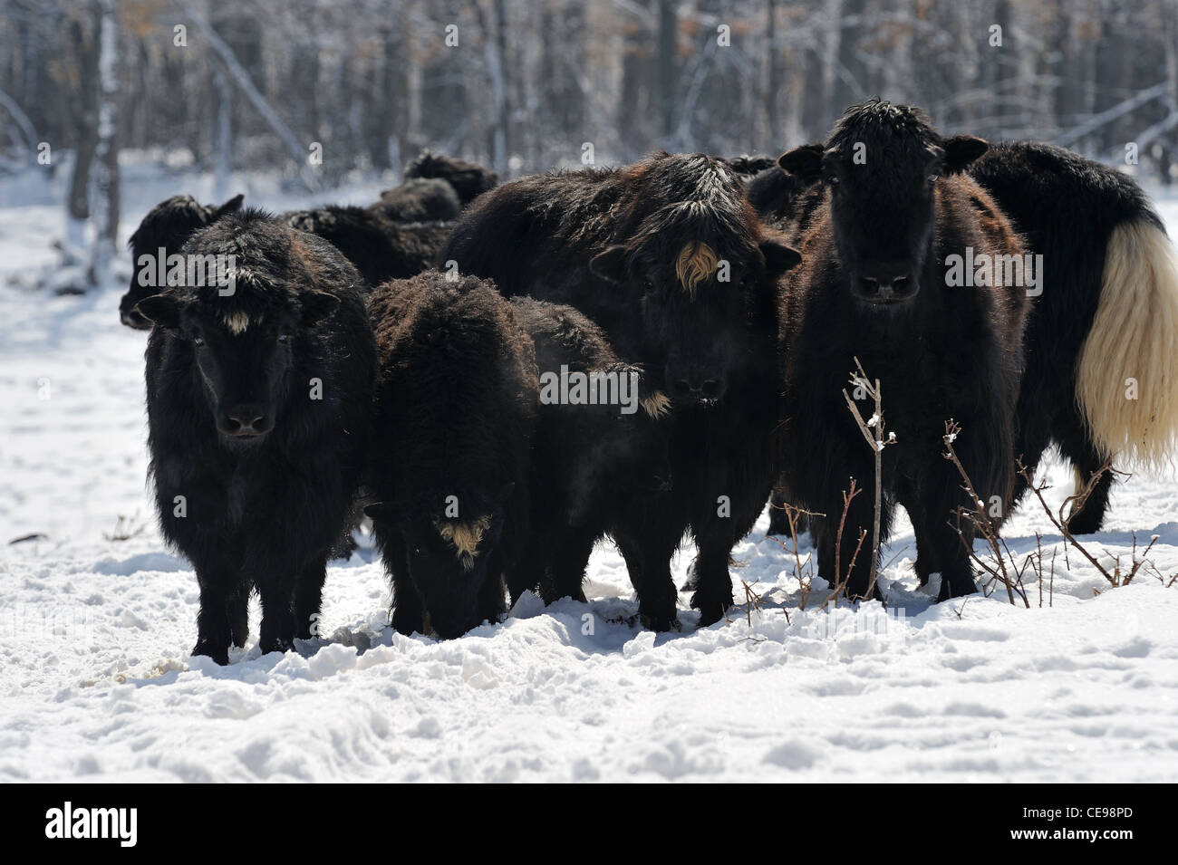 yak in winter Stock Photo - Alamy