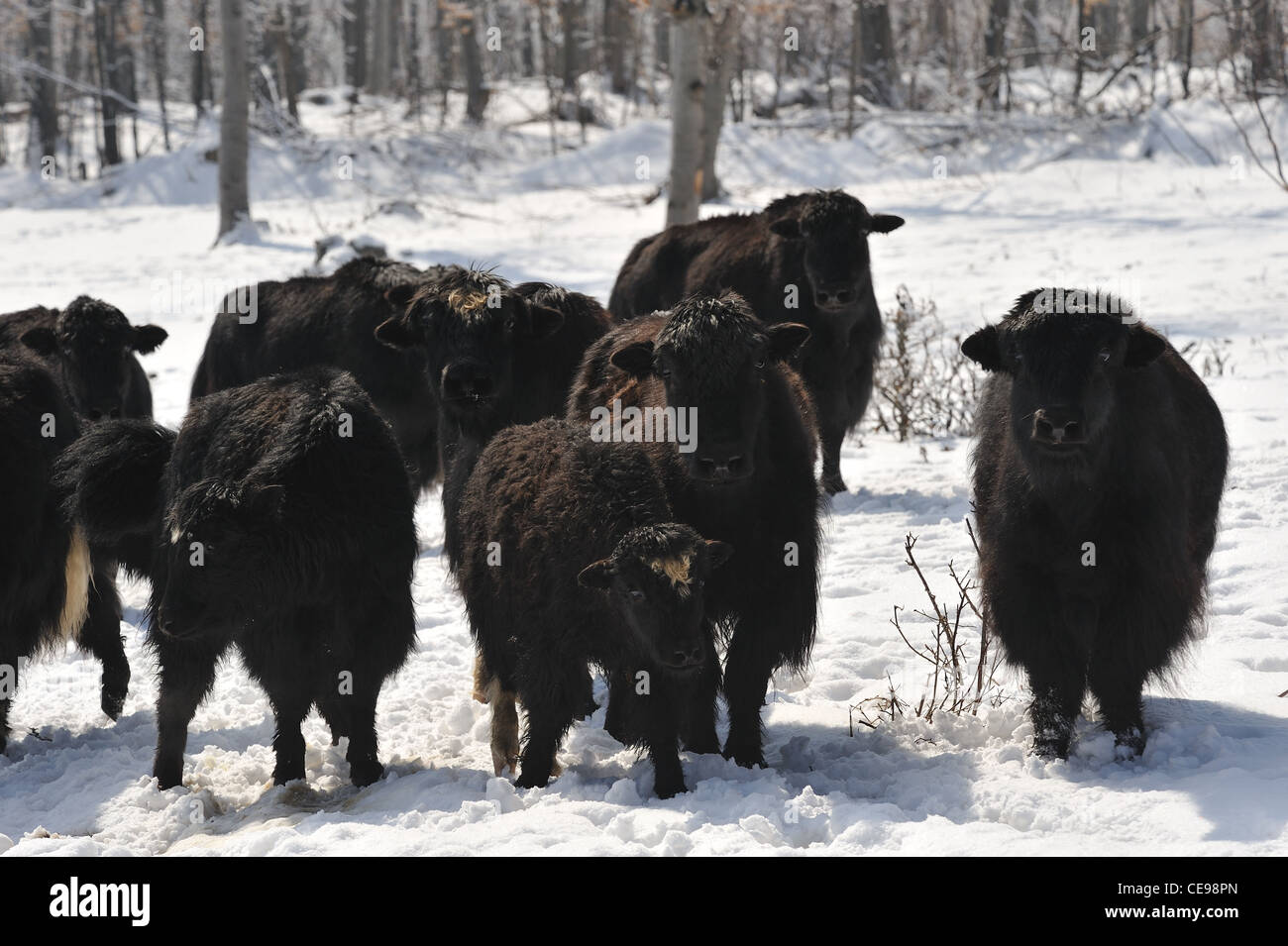 yak in winter Stock Photo - Alamy