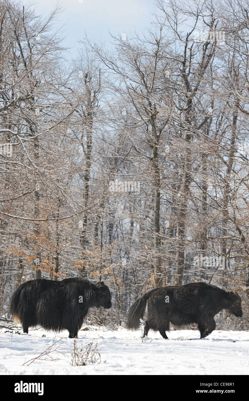 yak in winter Stock Photo - Alamy