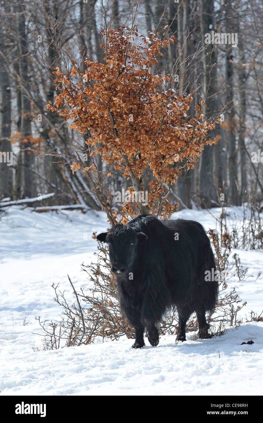 yak in winter Stock Photo - Alamy