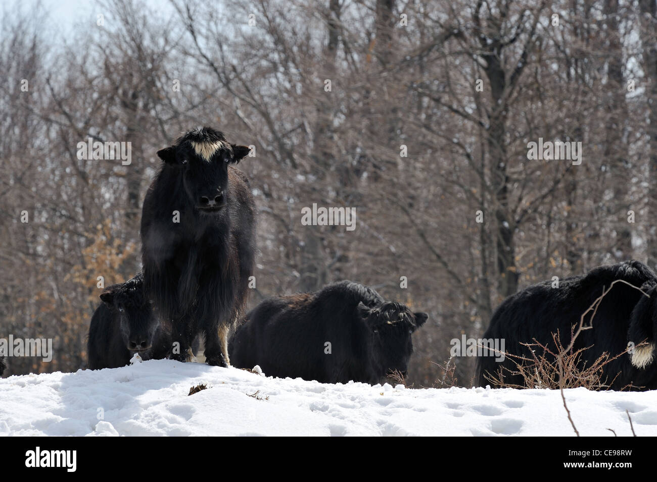 yak in winter Stock Photo - Alamy