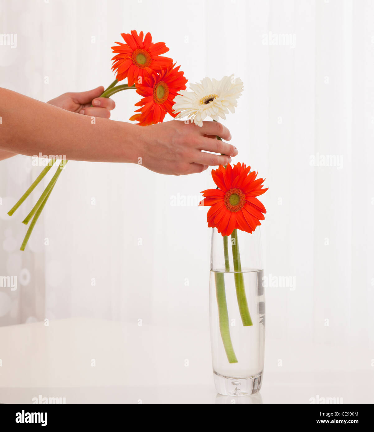 USA, Illinois, Metamora,, Close-up of woman putting flowers into vase ...