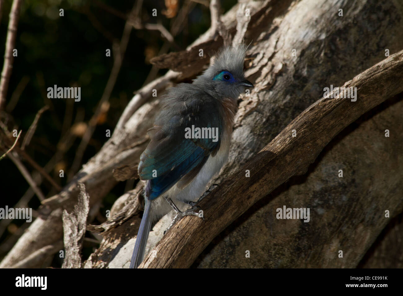 Coua cristata hi-res stock photography and images - Alamy