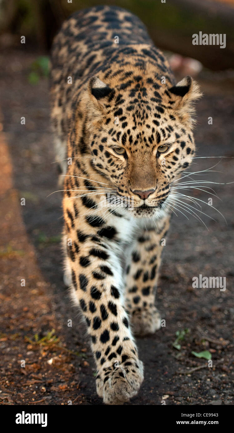 Female Amur leopard Stock Photo - Alamy Female Amur leopard Stock Photo - Alamy