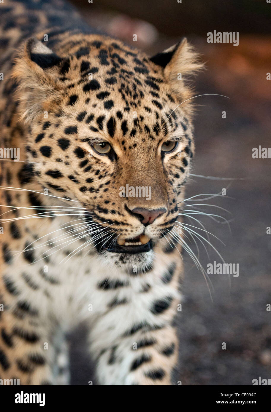 Female Amur leopard Stock Photo - Alamy