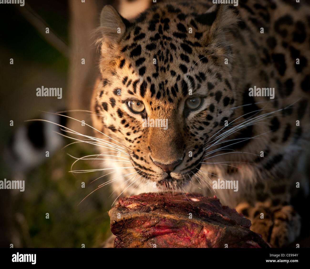 Female amur leopard eating meat hi-res stock photography and images - Alamy