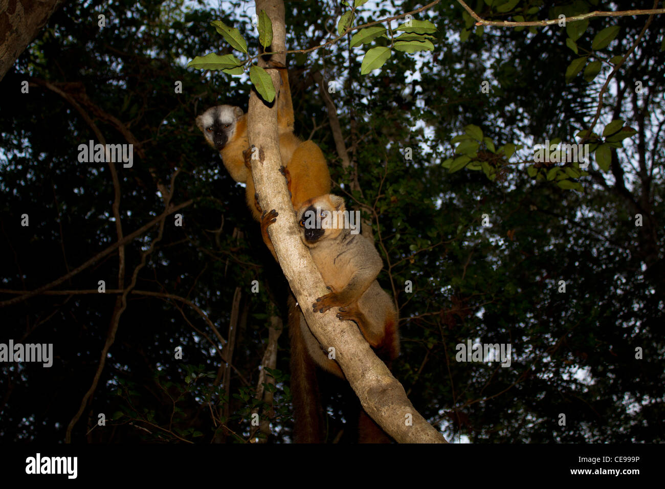 Male and female red -fronted lemur Stock Photo - Alamy