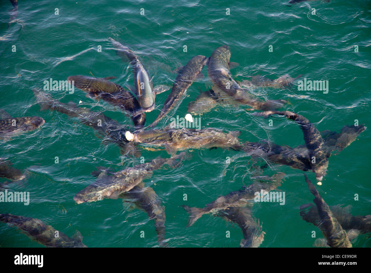 fishes eating on surface of the water sea Stock Photo - Alamy