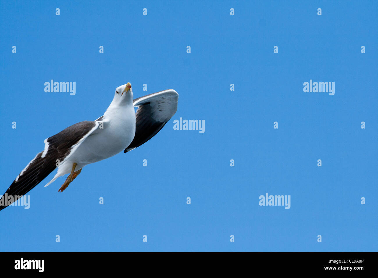 Seagull in flight Stock Photo - Alamy