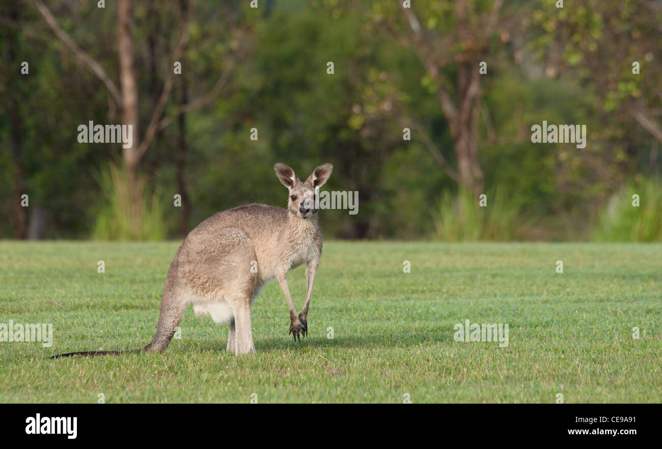 australian eastern grey kangaroos on the grass Stock Photo - Alamy