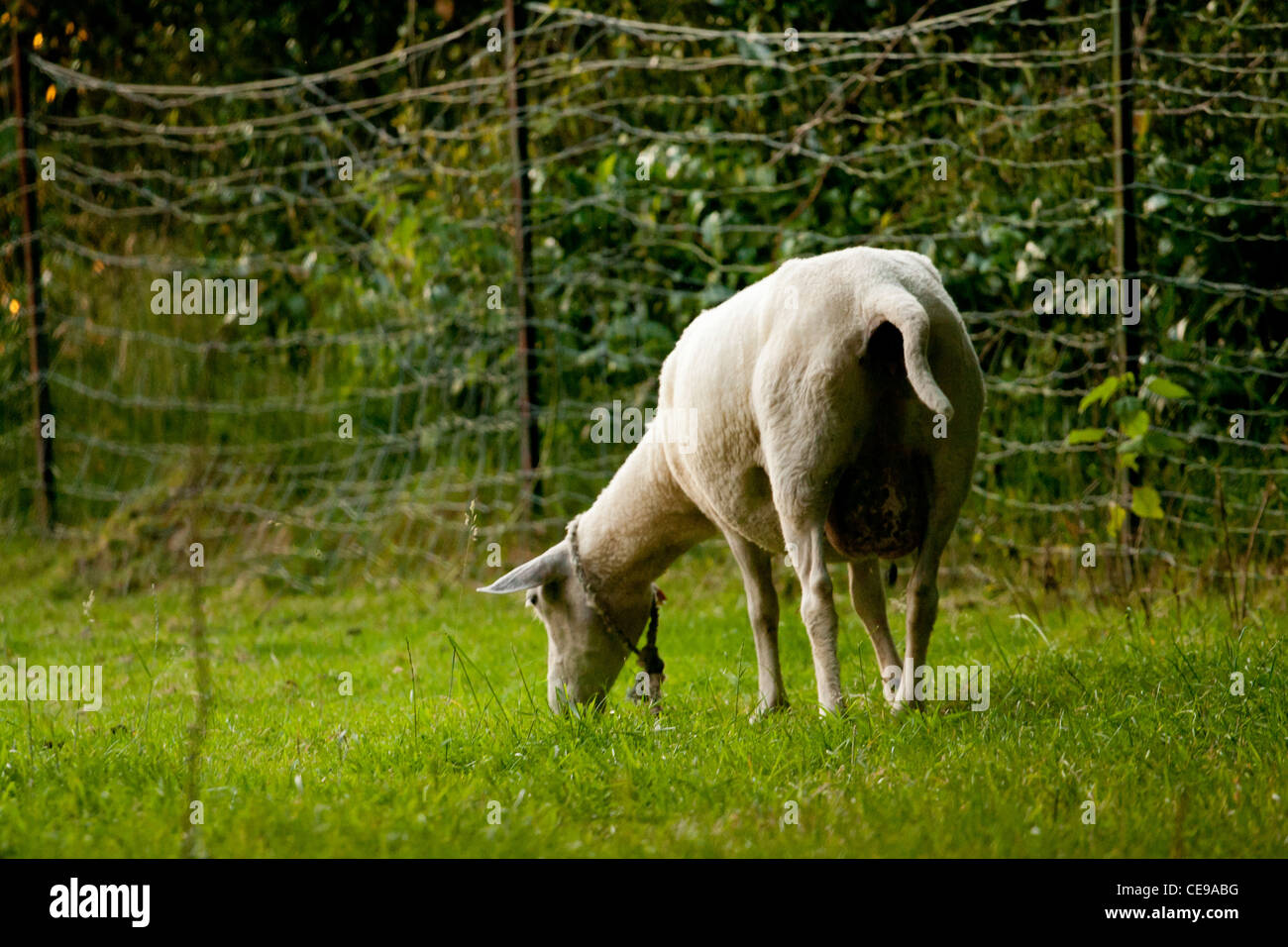 Sheep grassing in green field Stock Photo - Alamy