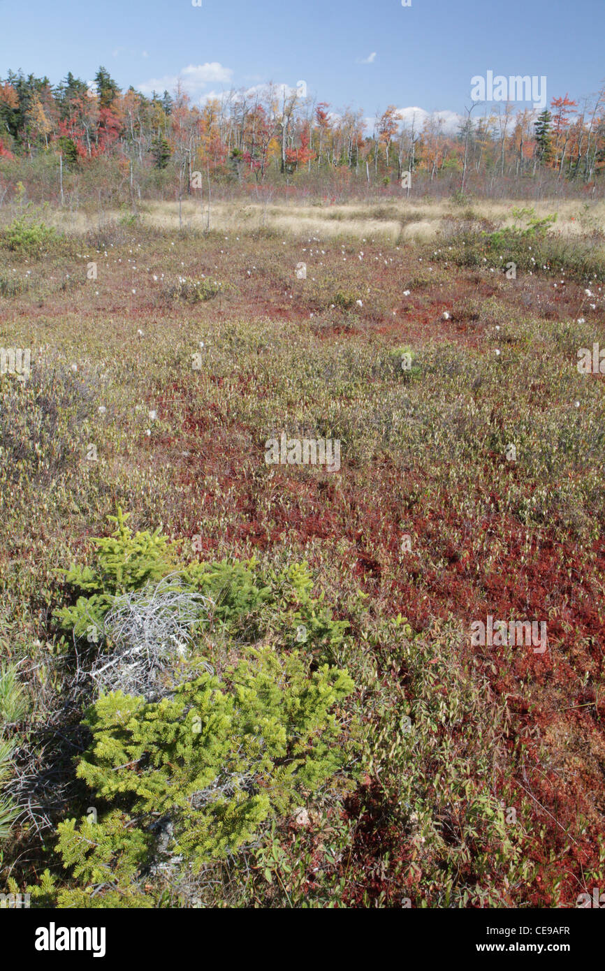 Undisturbed New England bog, Hawley, Massachusetts Stock Photo - Alamy