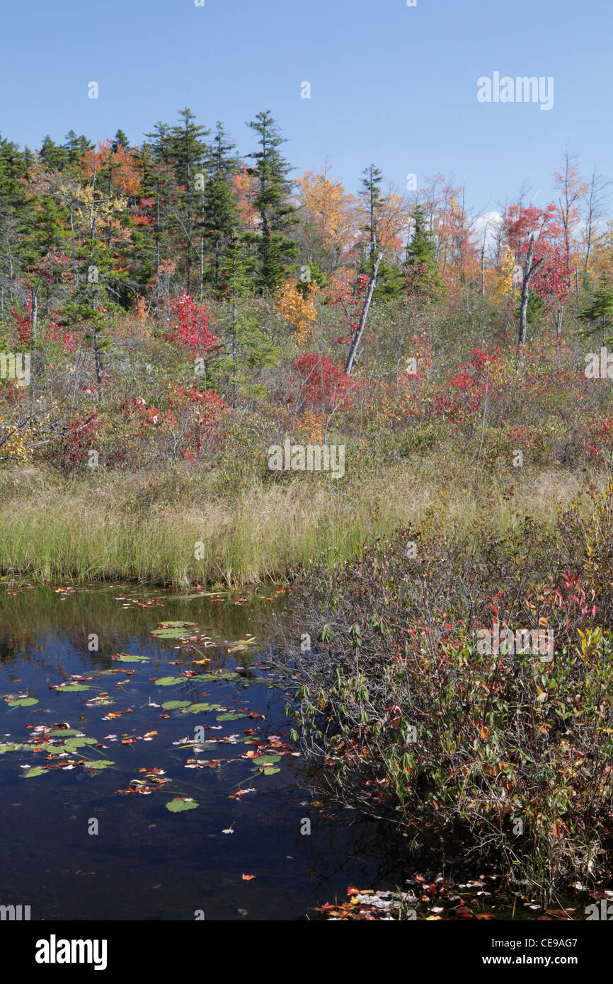 Ombrotrophic bogs hi-res stock photography and images - Alamy