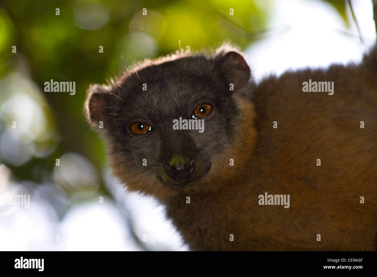 Eulemur maki hi-res stock photography and images - Alamy