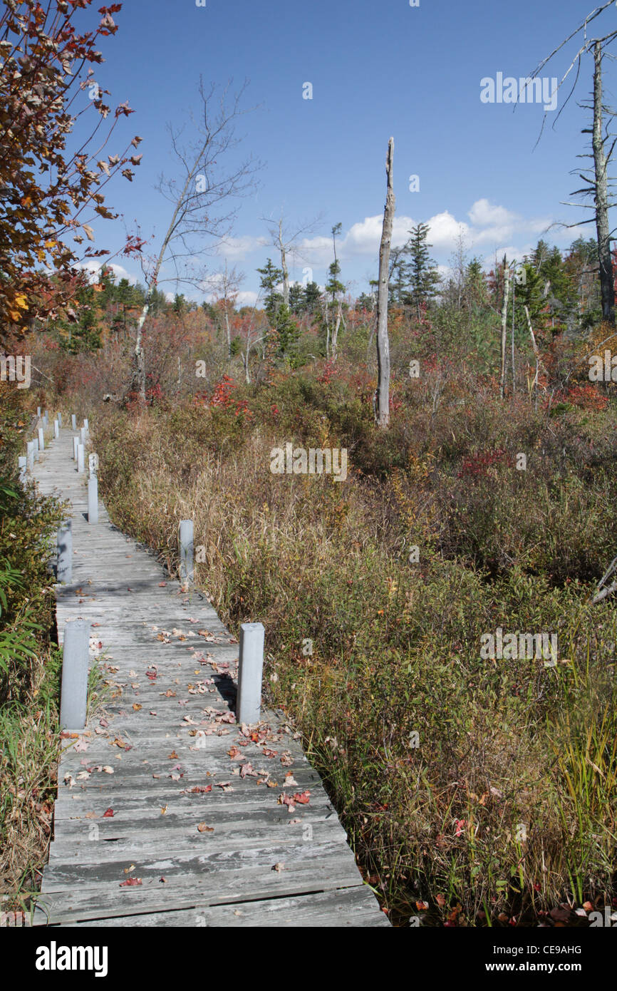 A boardwalk through a New England bog, Hawley, Massachusetts Stock ...