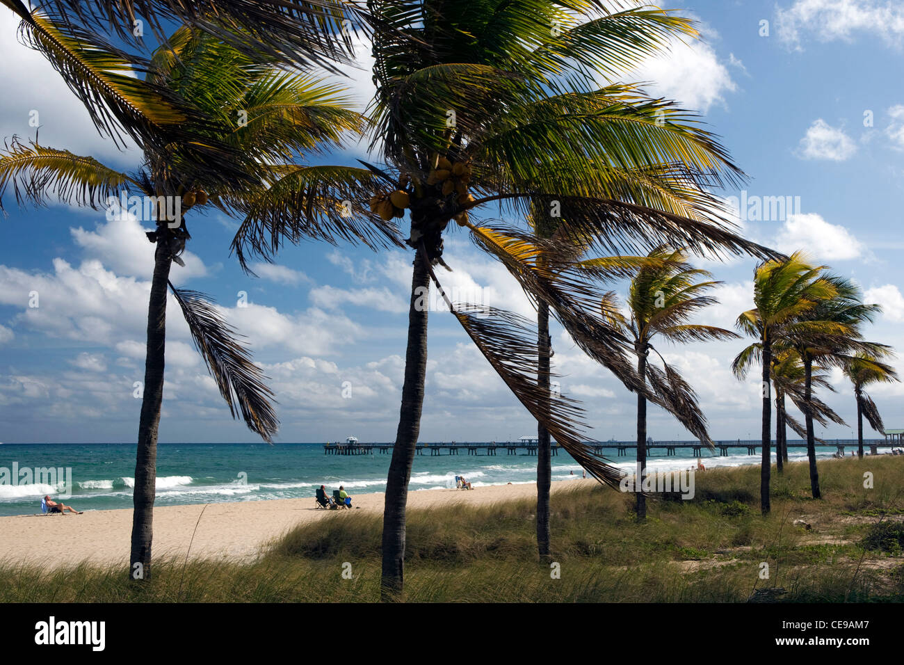 Florida beach palm trees hi-res stock photography and images - Alamy
