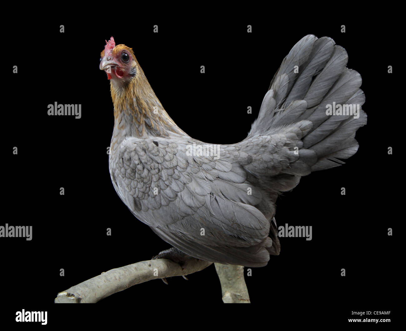Portrait of a lemon blue old English bantam hen on a black background ...