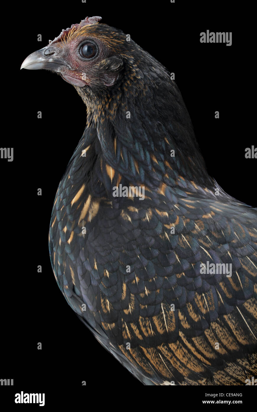 Portrait of a sebright bantam hen on a black background Stock Photo - Alamy