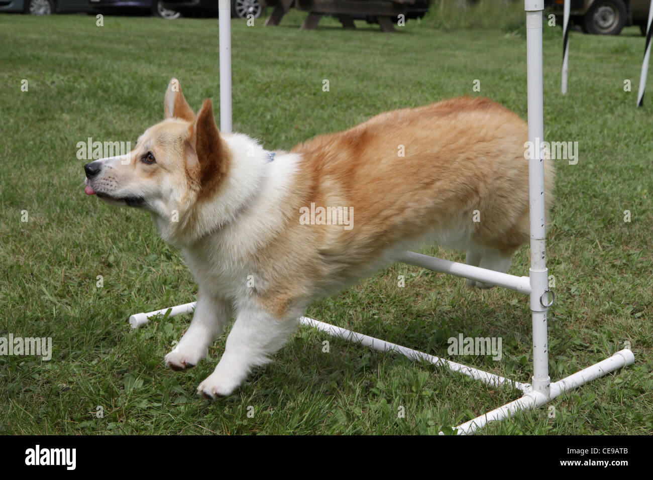 Jumping jump jumps over hi-res stock photography and images - Alamy