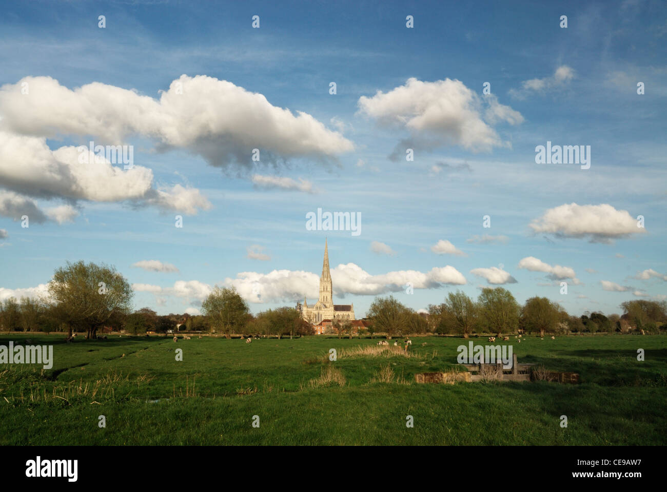 salisbury Cathedral in the spring, salisbury, Wiltshire, england,uk ...