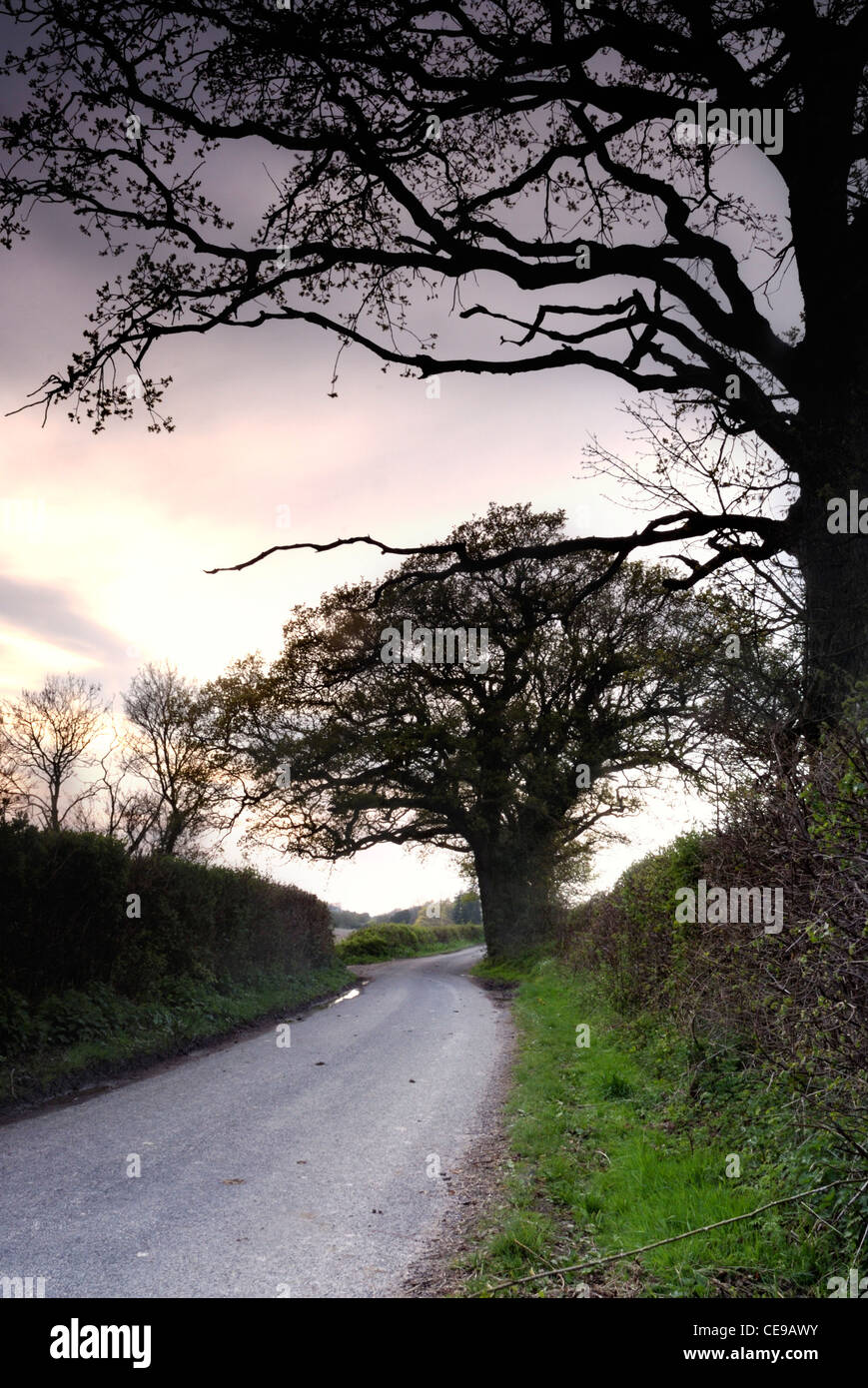 Countrylane in the south downs hi-res stock photography and images - Alamy