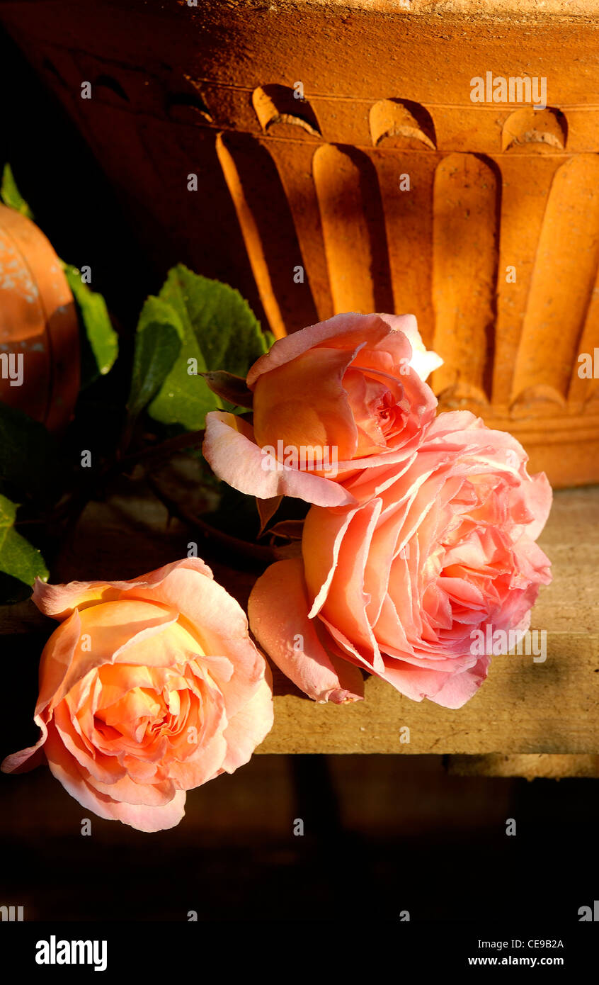 Orange cut garden roses next to a terracotta container Stock Photo - Alamy