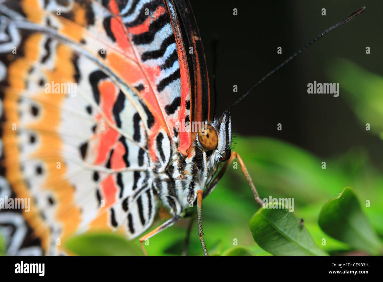 Colorful lacewing hi-res stock photography and images - Alamy